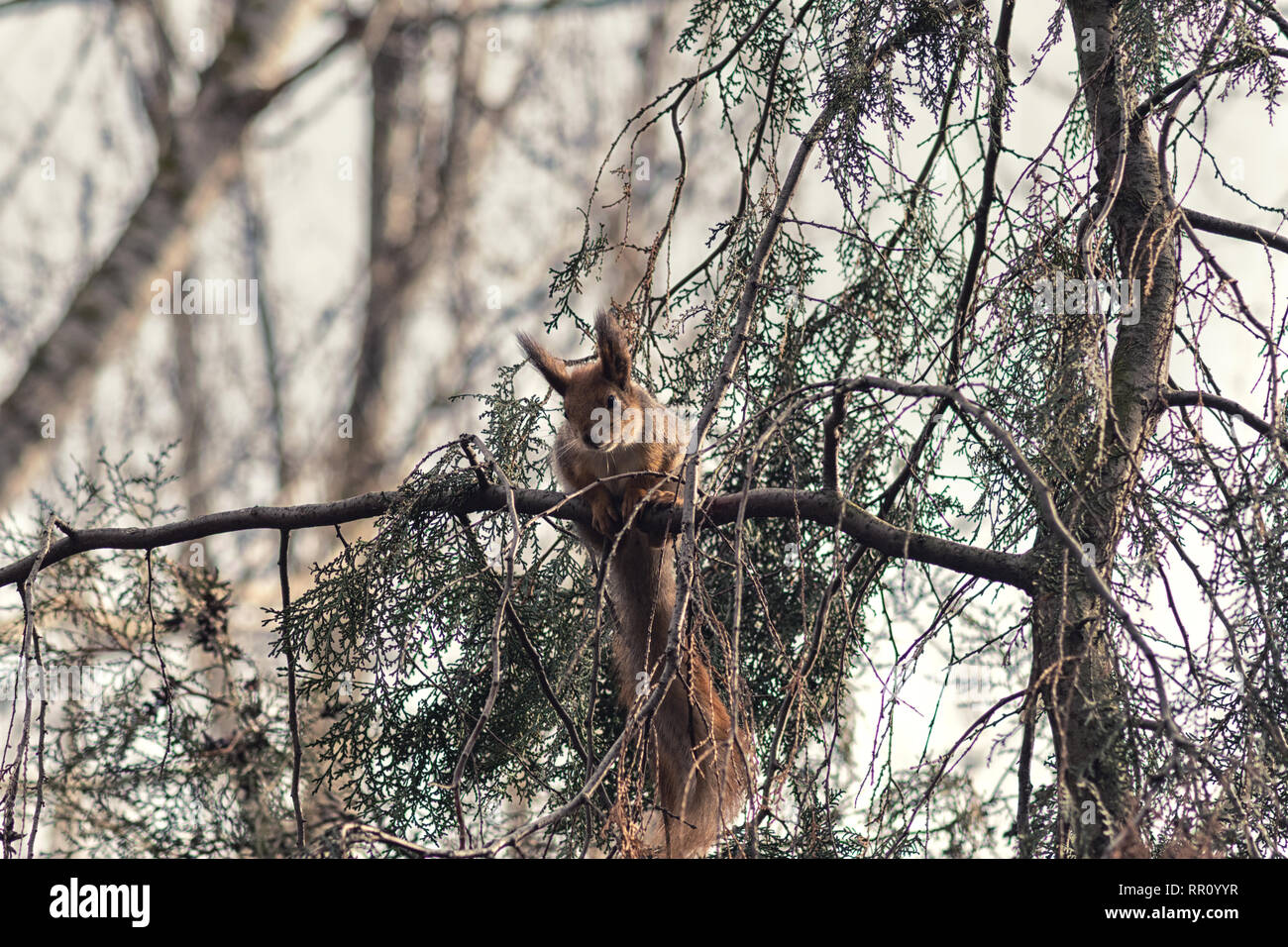 red squirrel in the branches of trees with a beautiful bokeh. Beautiful ...