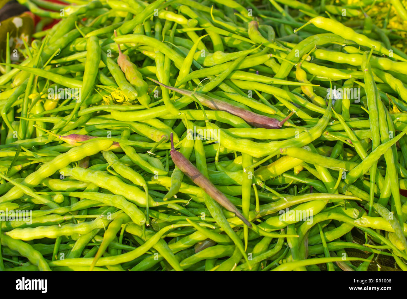 fresh green beans from an organic farm Stock Photo - Alamy