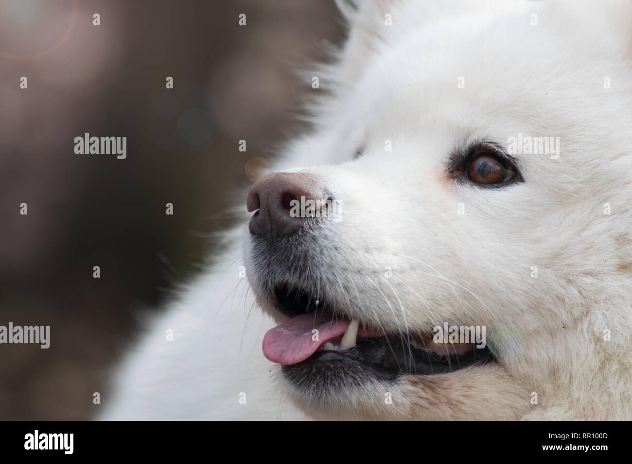 Samoyed dog with beautiful bokeh . Beautiful fluffy white dog. Amazing ...