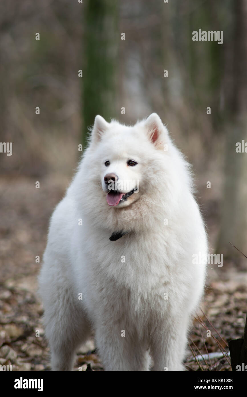Samoyed dog with beautiful bokeh . Beautiful fluffy white dog. Amazing ...