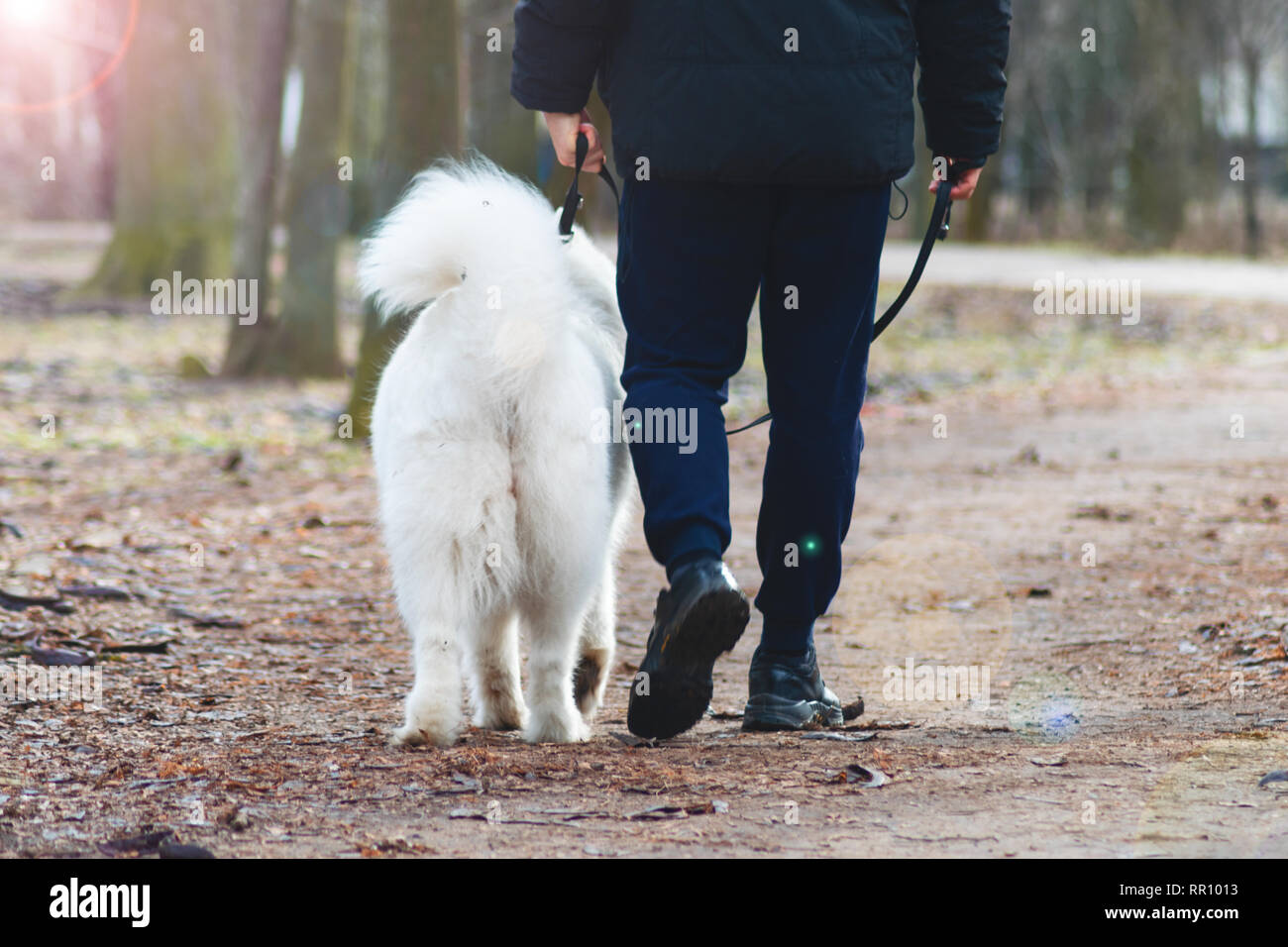 Beautiful Samoyed dog is walking with owner. Handsome man is playing ...