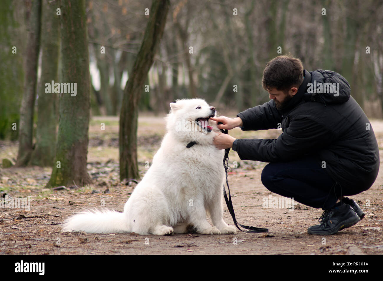 Beautiful Samoyed dog is walking with owner. Handsome man is playing ...