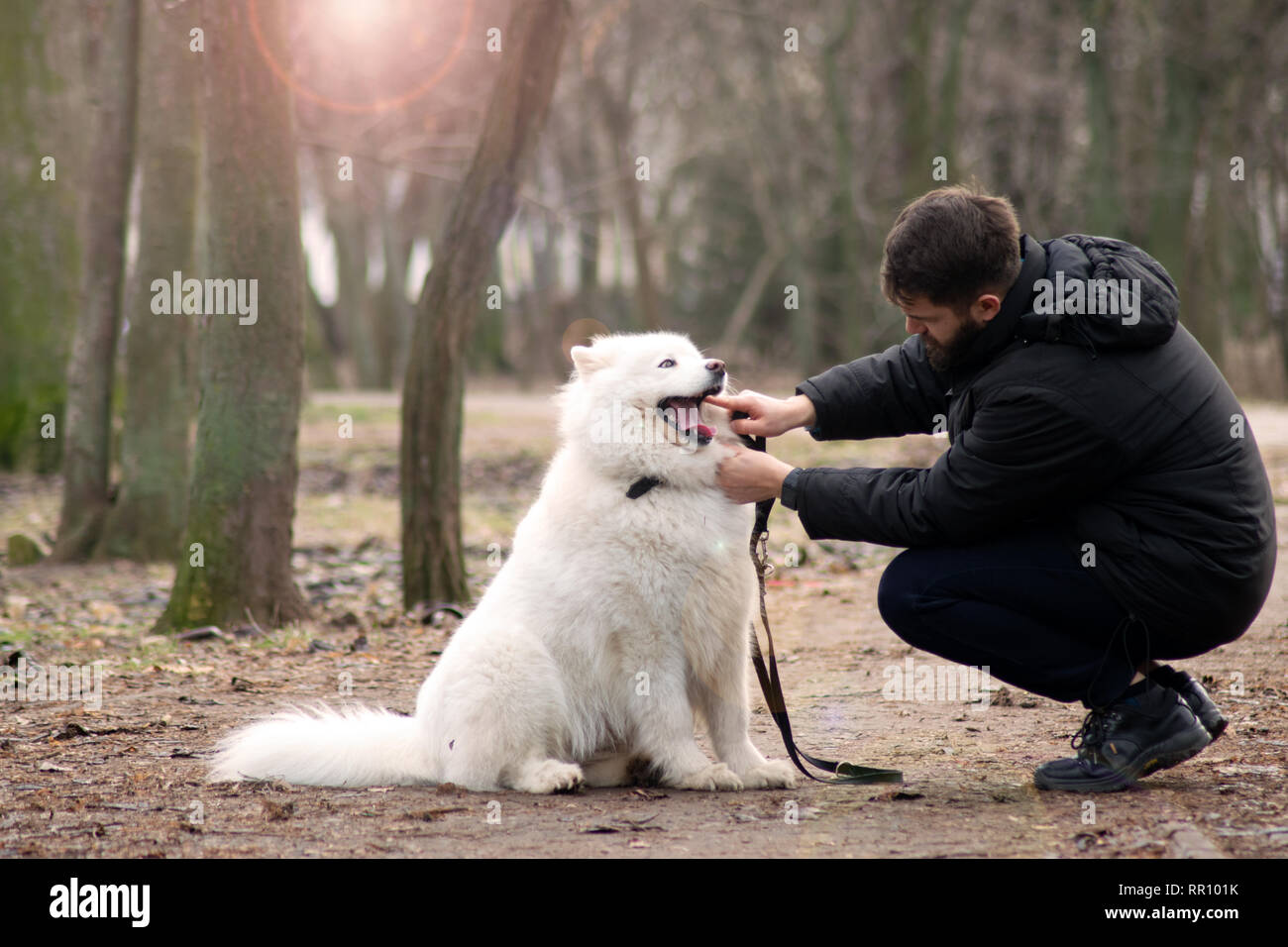 Beautiful Samoyed dog is walking with owner. Handsome man is playing ...