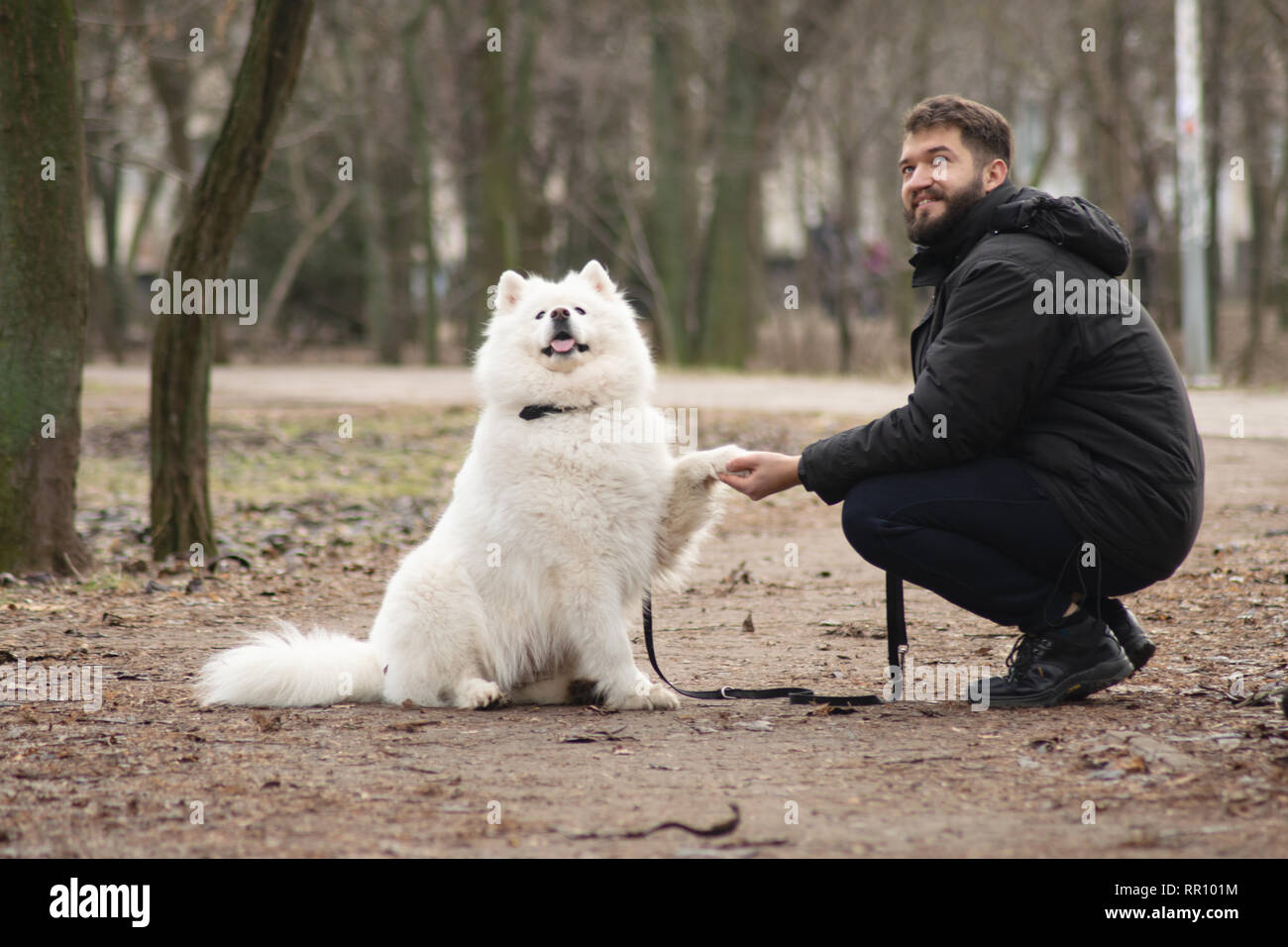 Beautiful Samoyed dog is walking with owner. Handsome man is playing ...