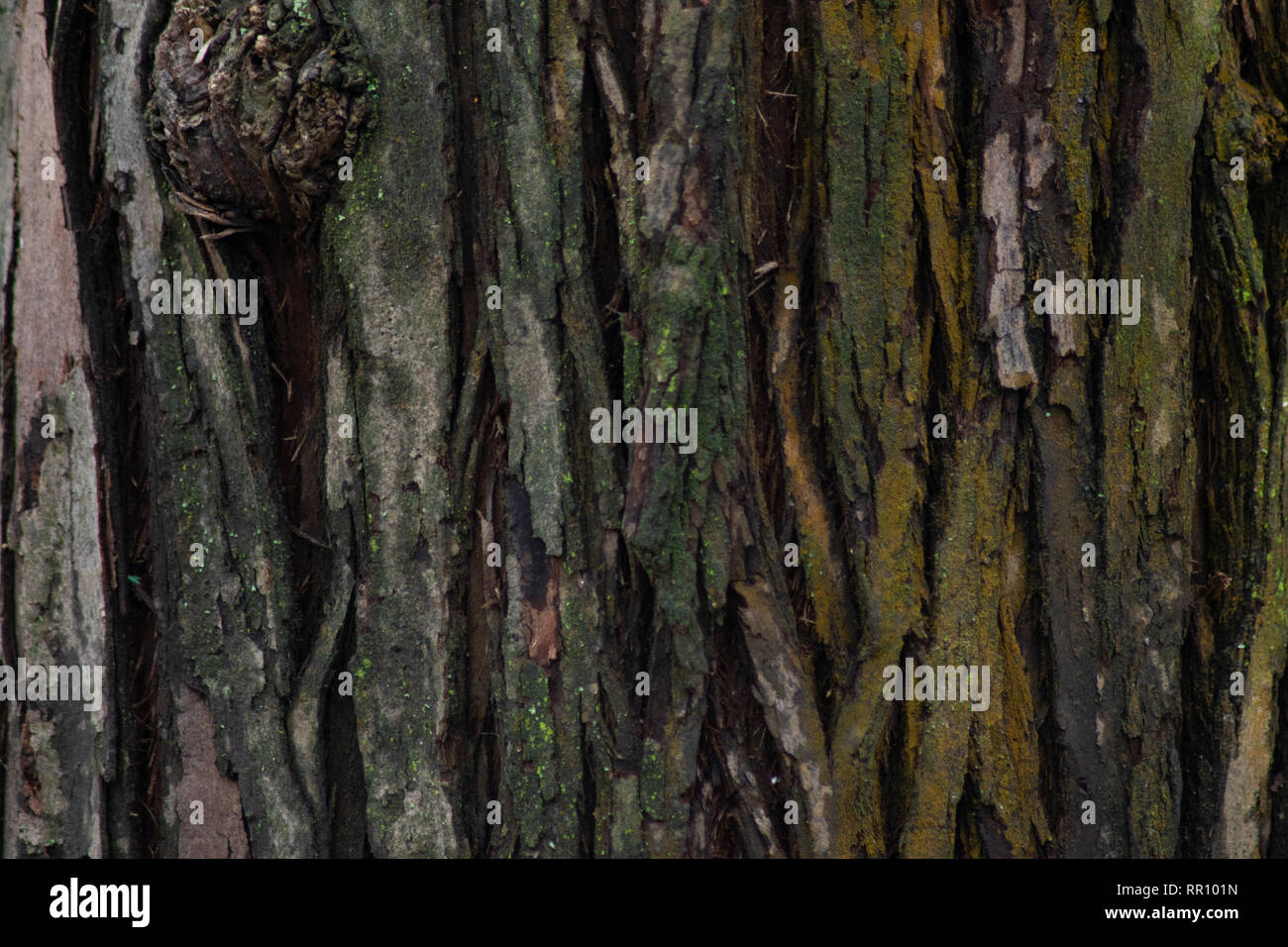 wooden tree texture background Stock Photo - Alamy