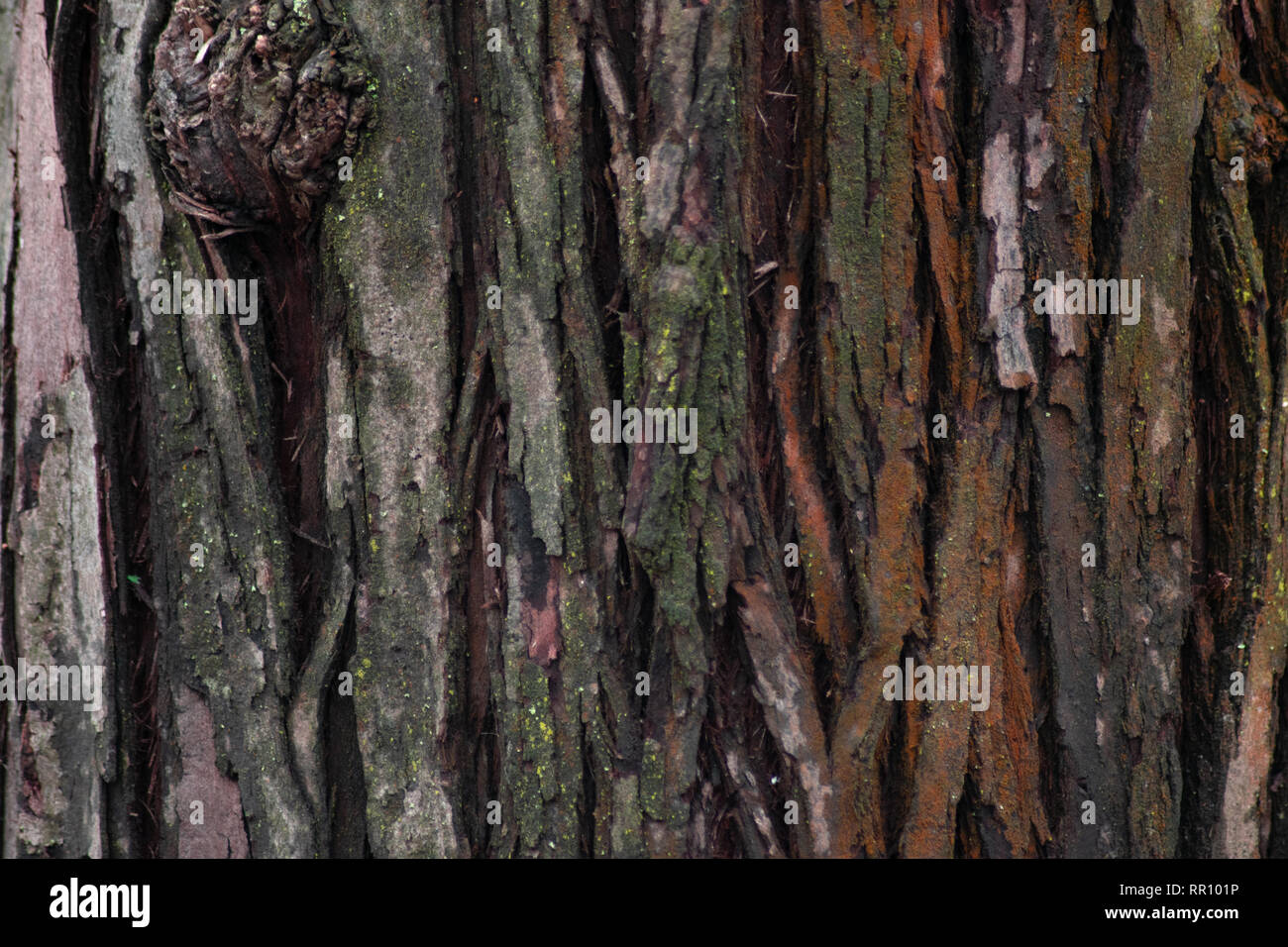 wooden tree texture background Stock Photo - Alamy