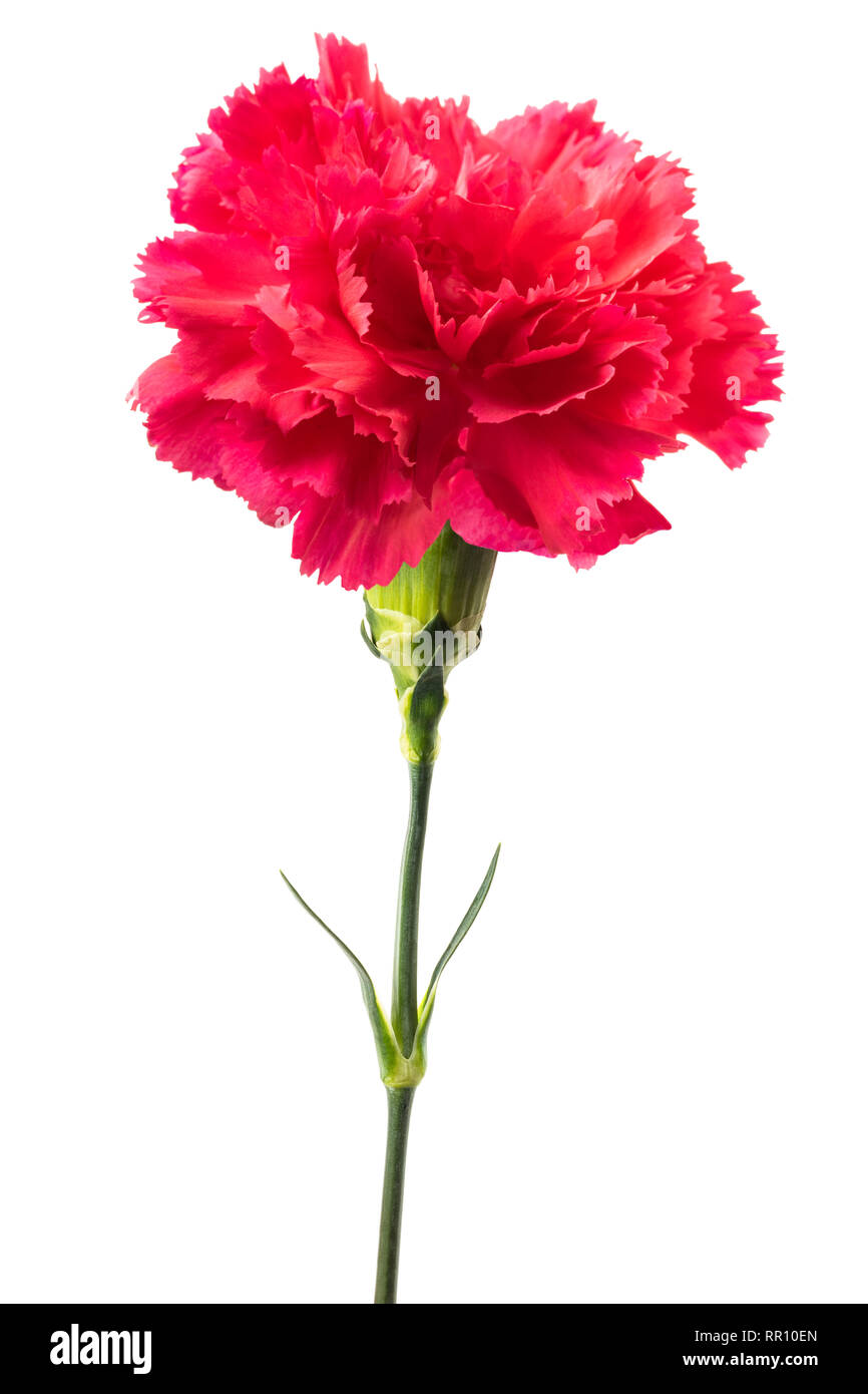 Pink carnation head isolated on white background Stock Photo - Alamy