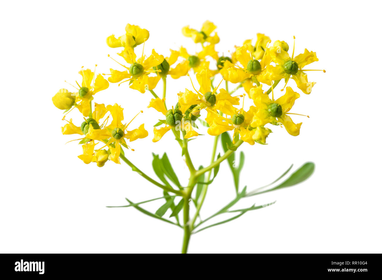 Herb of Grace flowers isolated on white Stock Photo - Alamy