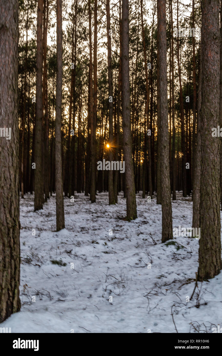 Winter in a pine forest Stock Photo - Alamy