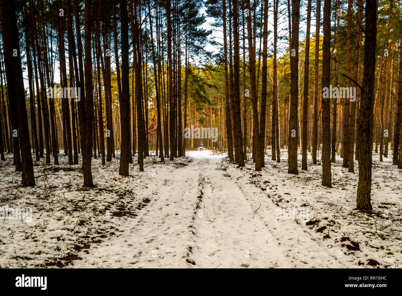 Winter in a pine forest Stock Photo - Alamy