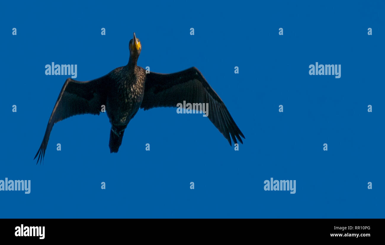 cormorant flying over head Stock Photo - Alamy