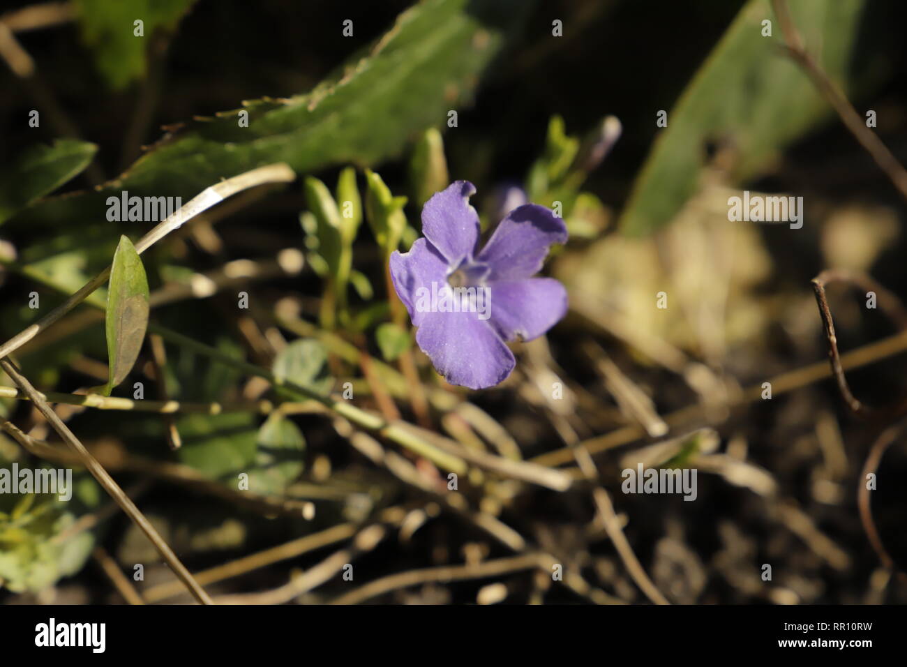 vinca minor or periwinkle a tiny blue flower Stock Photo - Alamy