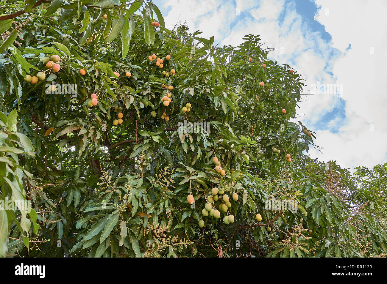 Ripe mango tree hi-res stock photography and images - Alamy