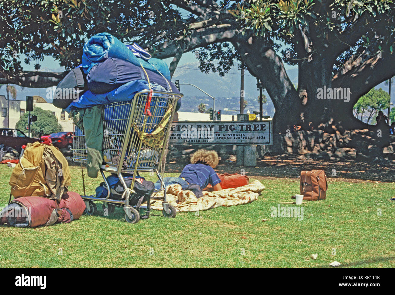 A homeless man enjoying the sun in Santa Barbara next to a Fig Tree ...