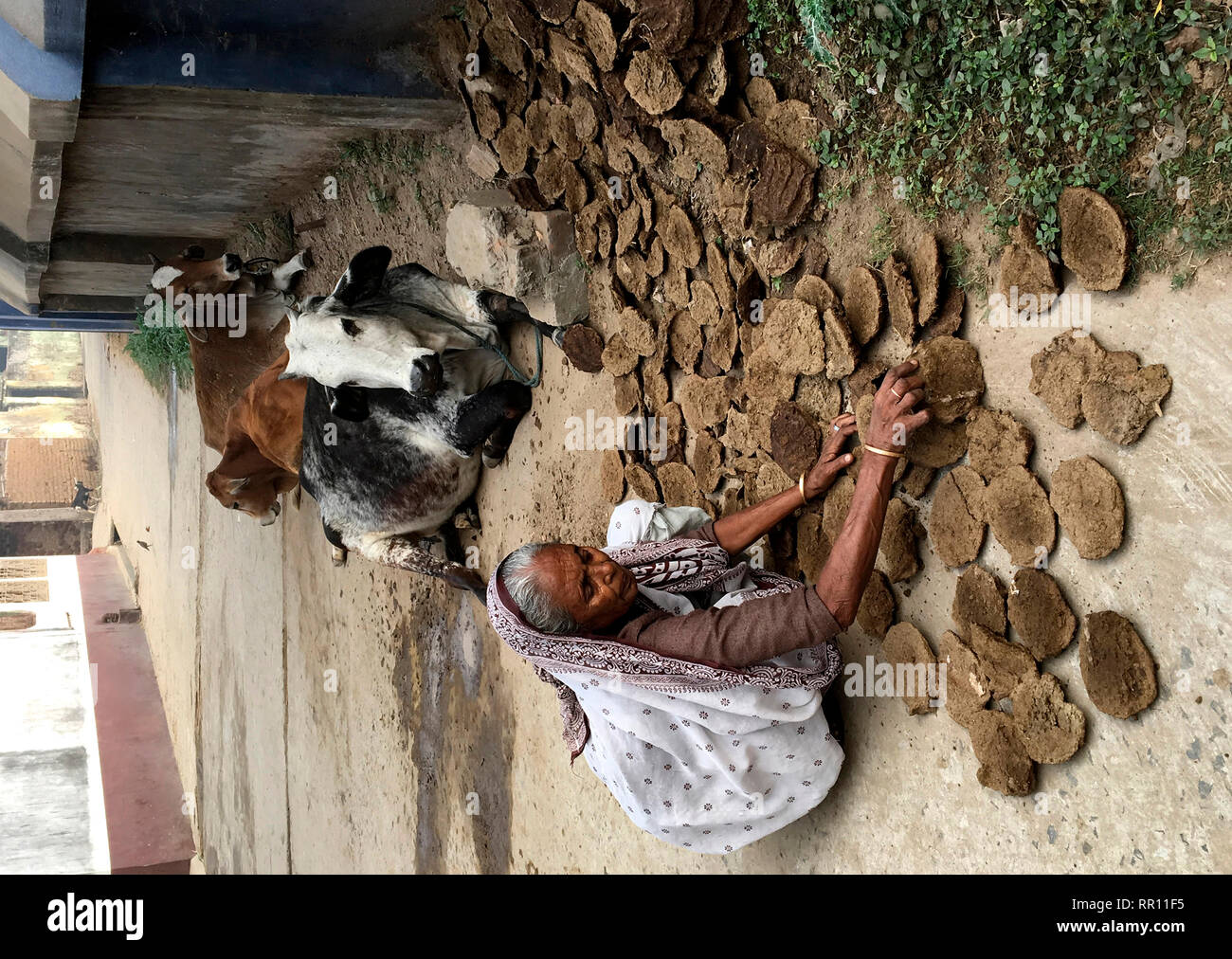 Cow Pats High Resolution Stock Photography and Images - Alamy