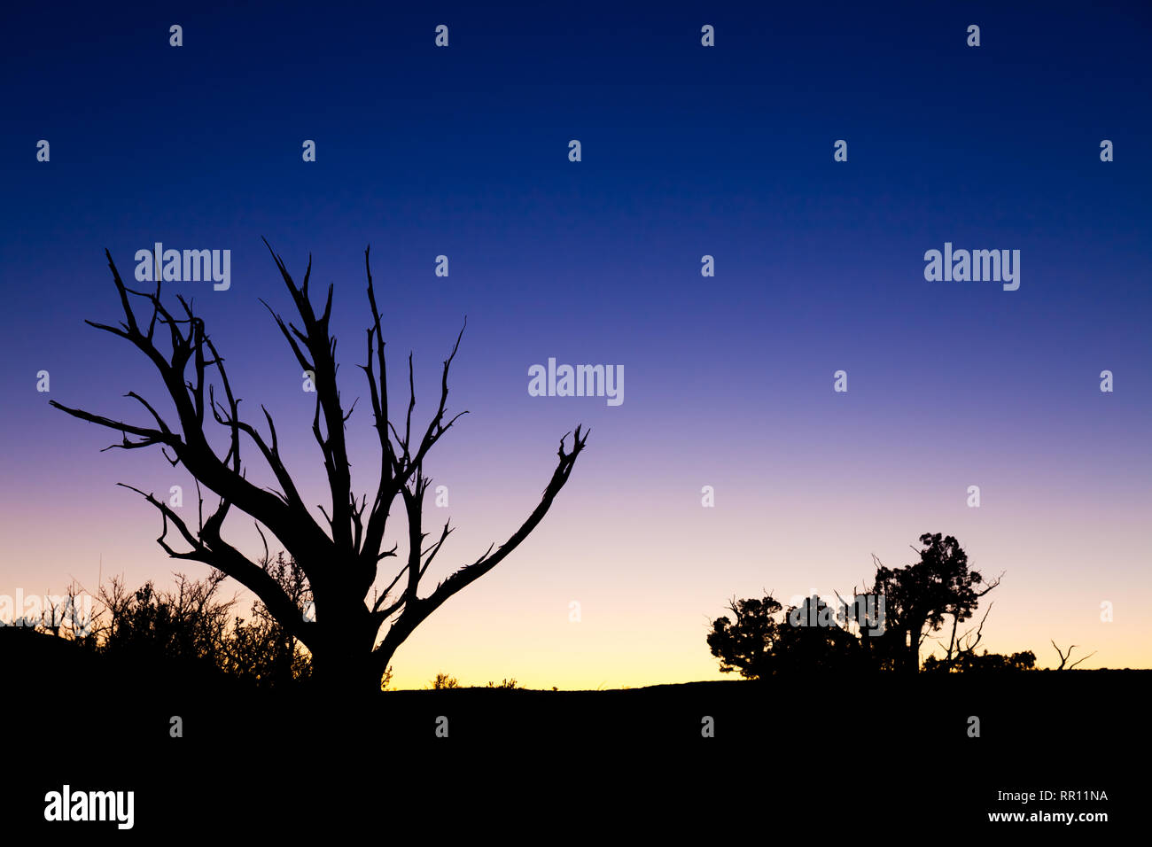 Juniper tree silhouette hi-res stock photography and images - Alamy