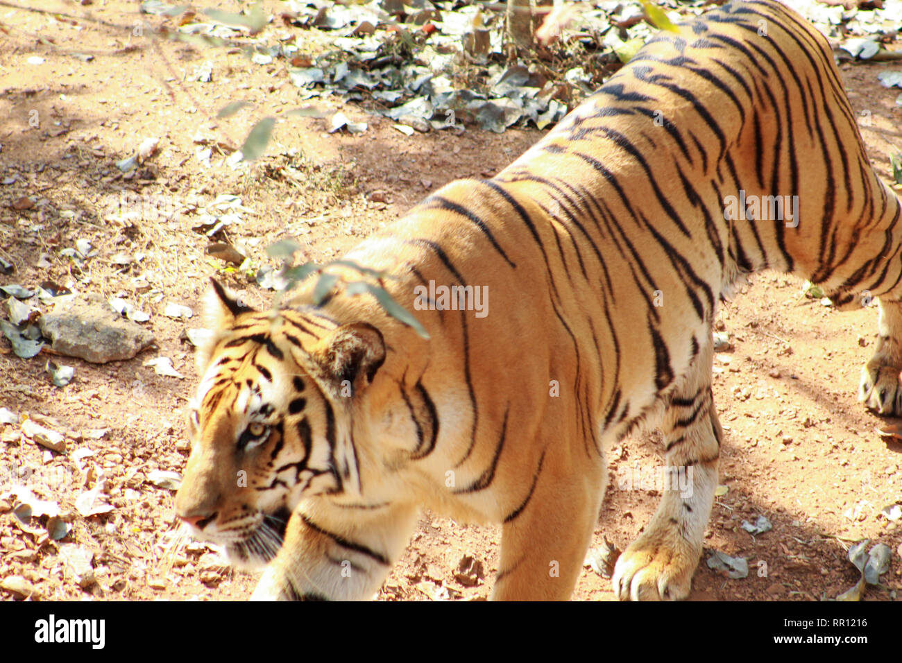 Side view white tiger panthera hi-res stock photography and images - Alamy