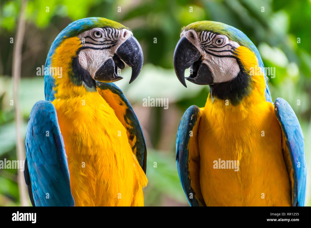 Two blue & yellow Parrots facing each other Stock Photo - Alamy