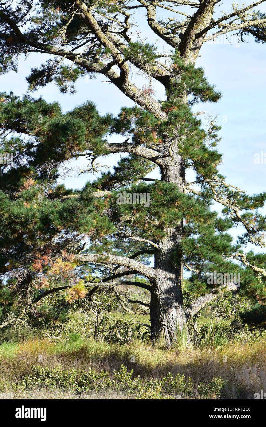 Tall bent tree hi-res stock photography and images - Alamy