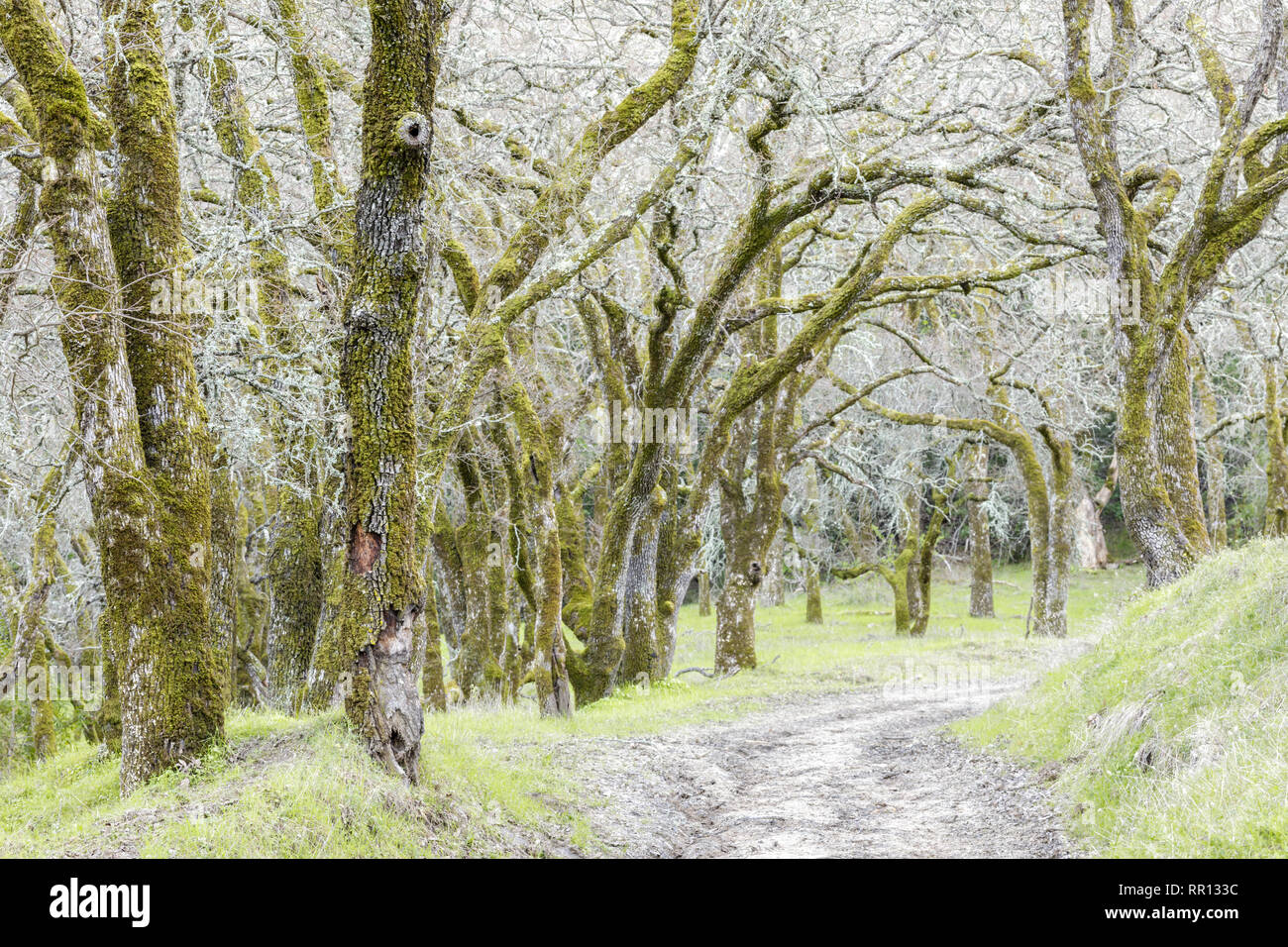 Forest of Oak Trees along the trail Stock Photo - Alamy