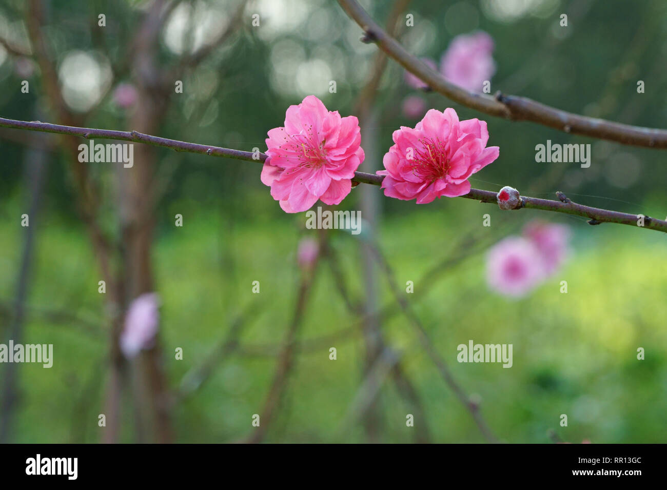 Impressive garden hi-res stock photography and images - Alamy