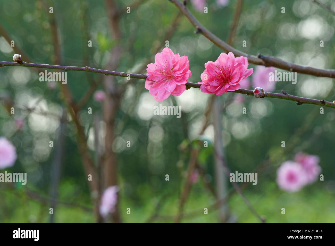 Peach blossom and spring Stock Photo - Alamy