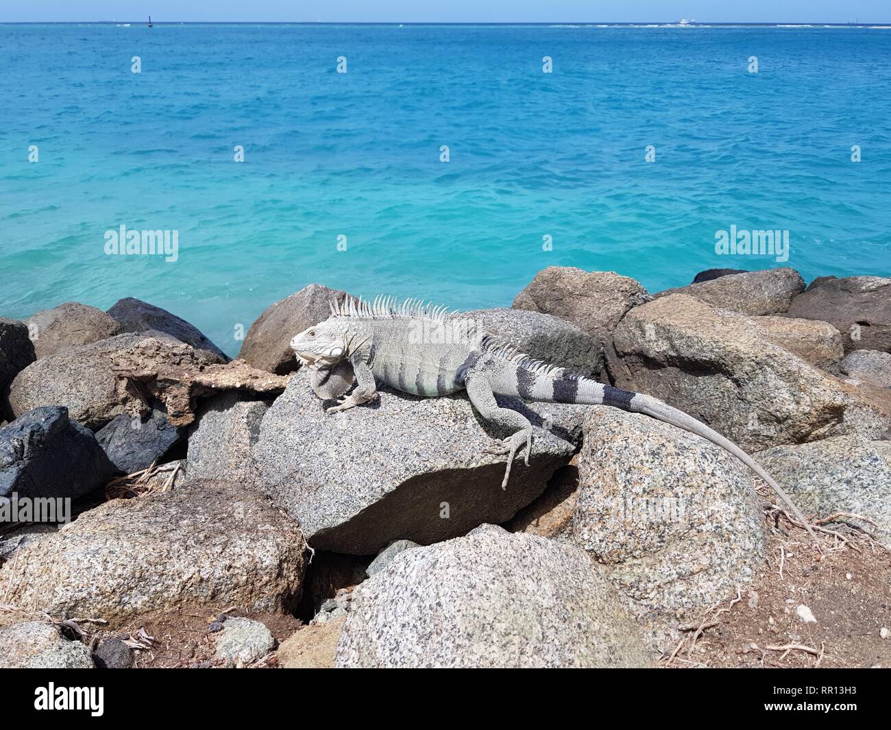 Lizard sun taking at the pier of Aruba heliport Stock Photo - Alamy