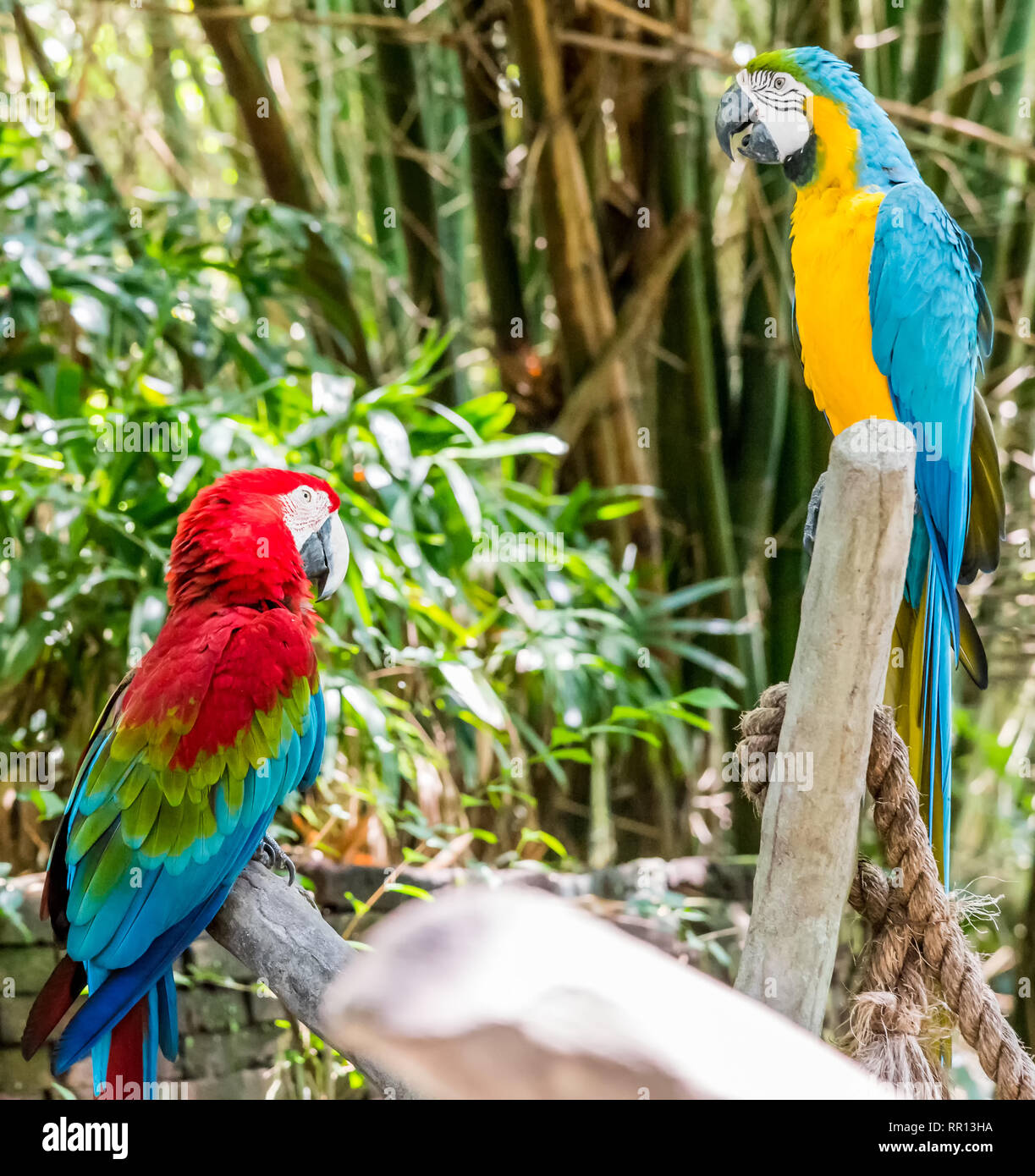 Colourful parrots hi-res stock photography and images - Alamy