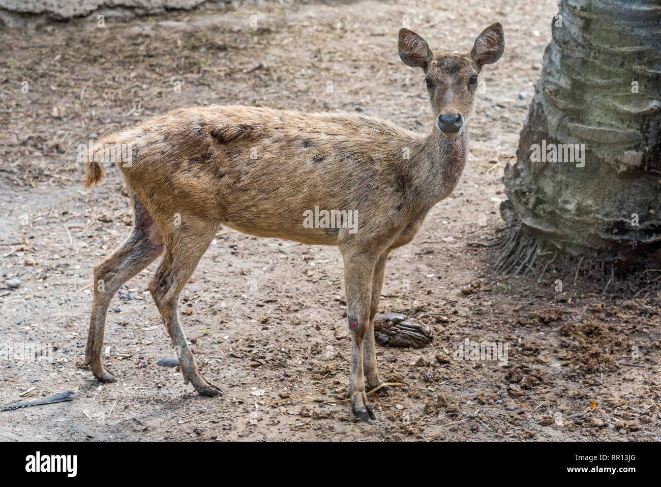 Female Native Barking Deer Stock Photo - Alamy