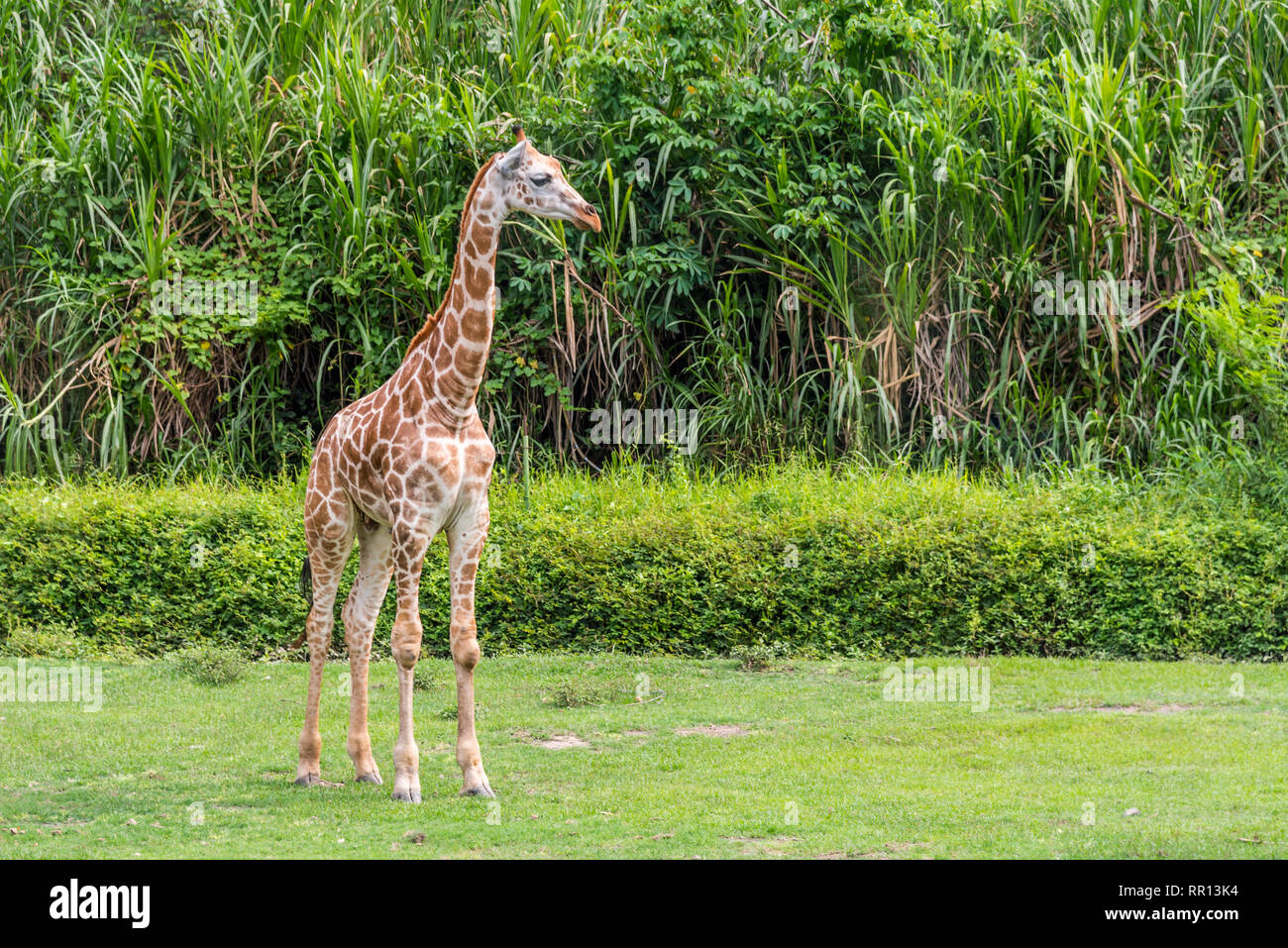 Giraffe staring at you hi-res stock photography and images - Alamy