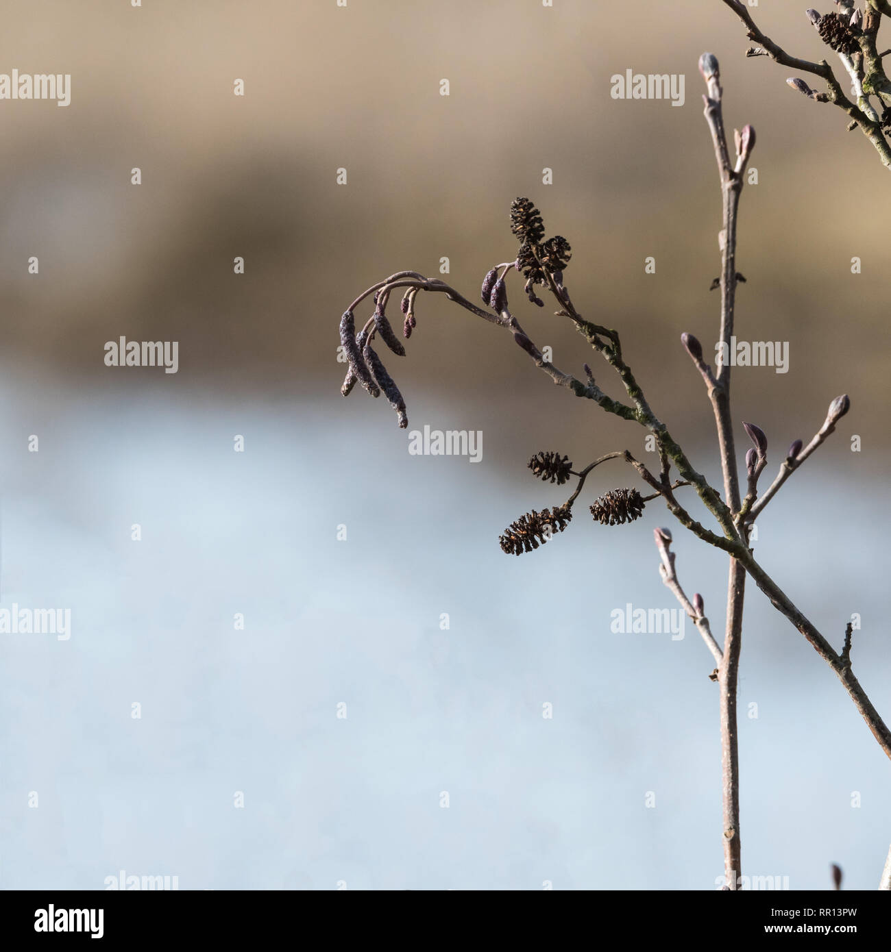 Alder tree cones and catkins on a twig Stock Photo - Alamy