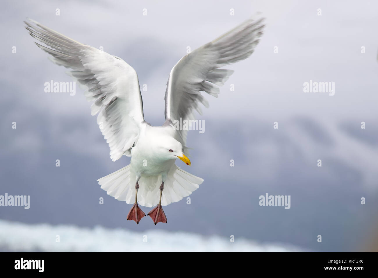 Glacier Bay Seagull flying in Alaska Stock Photo - Alamy