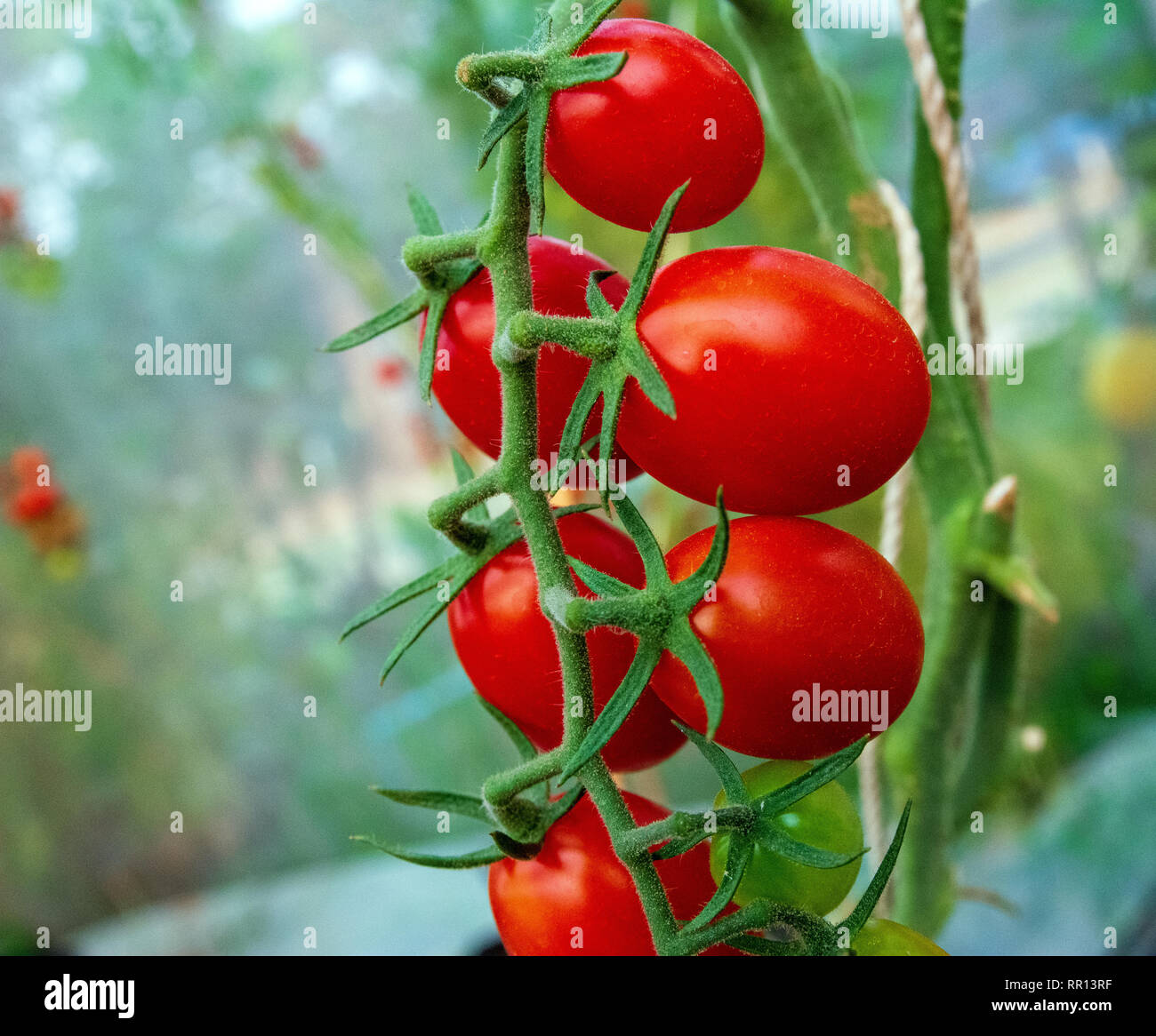 fresh tomatoes on the vine Stock Photo - Alamy