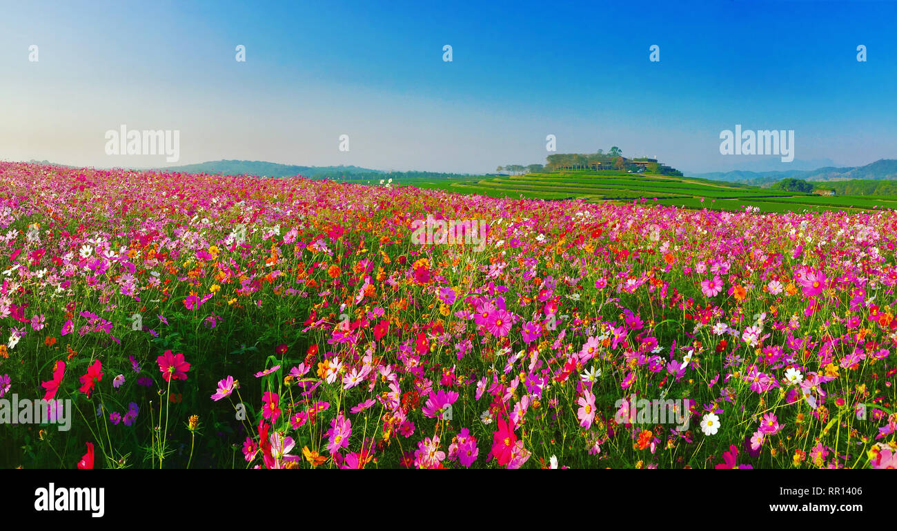 Landscape nature background of beautiful cosmos flower field Stock ...