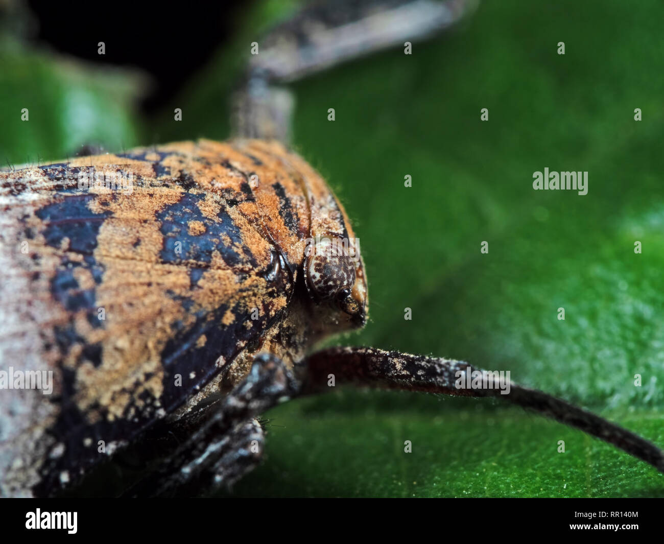 Macro Photography of Head of Planthopper on Green Leaf Stock Photo - Alamy