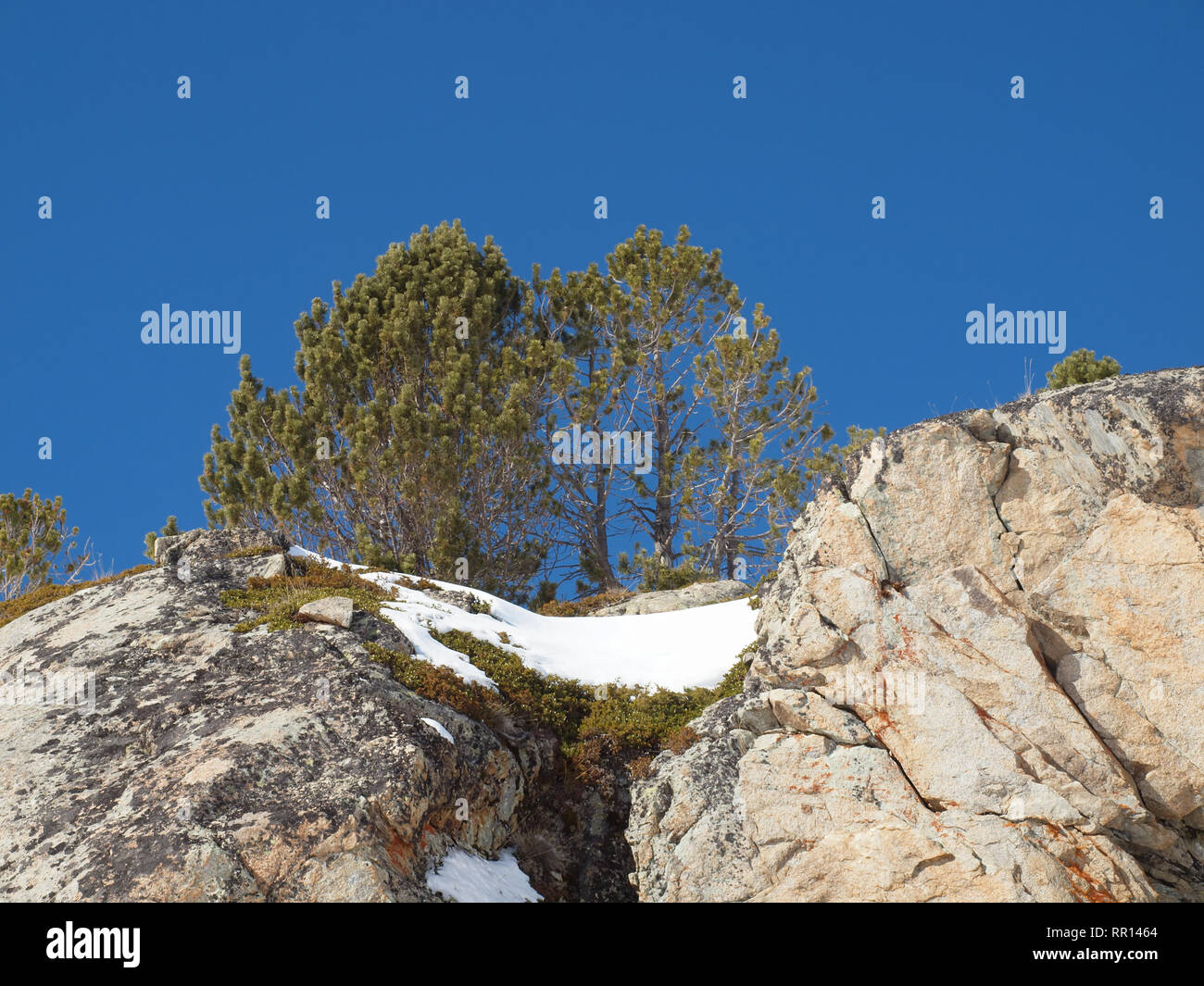 A cliff on a snowy slope against the blue sky with a lone tree on top ...