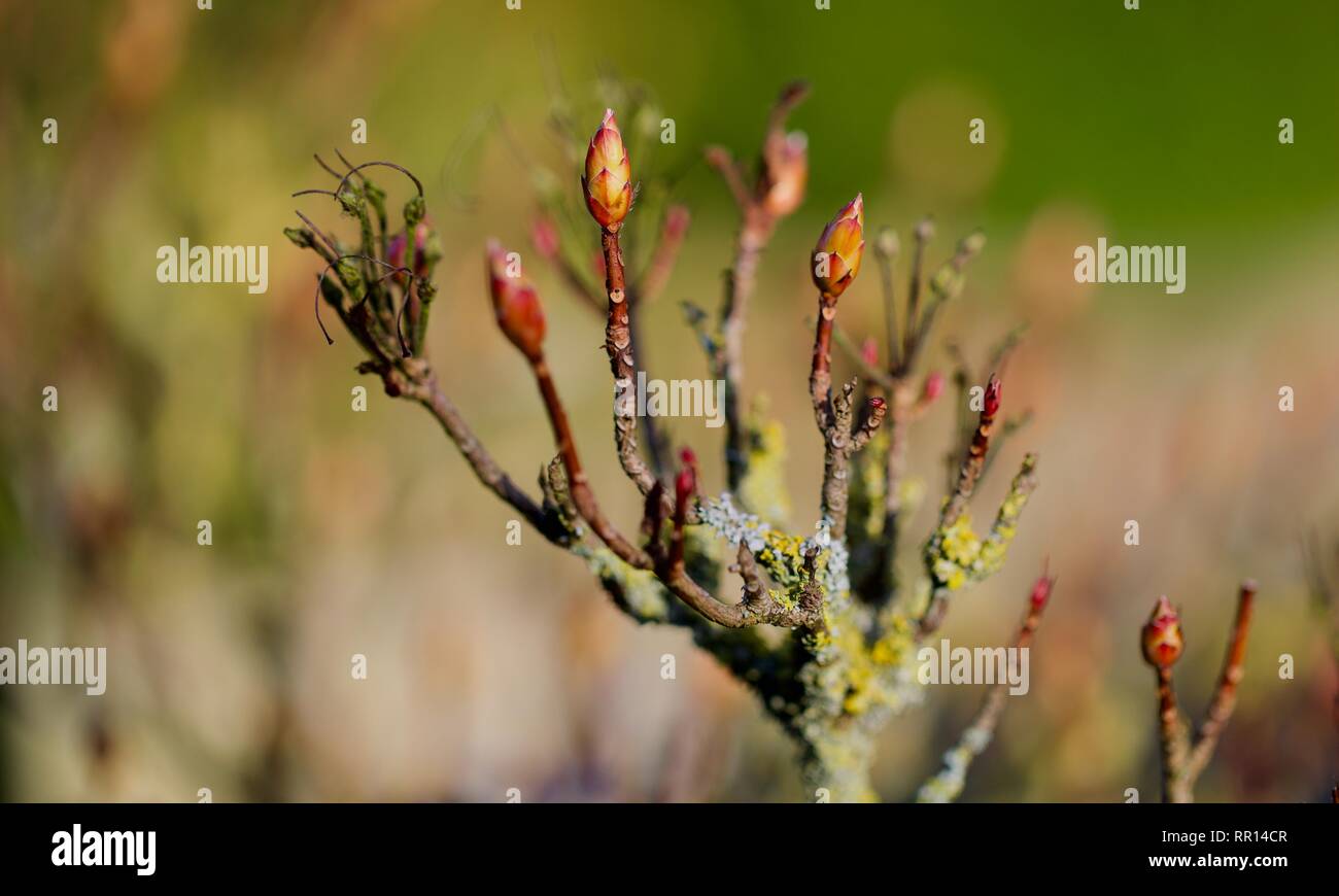 Azalea buds in early spring Stock Photo - Alamy