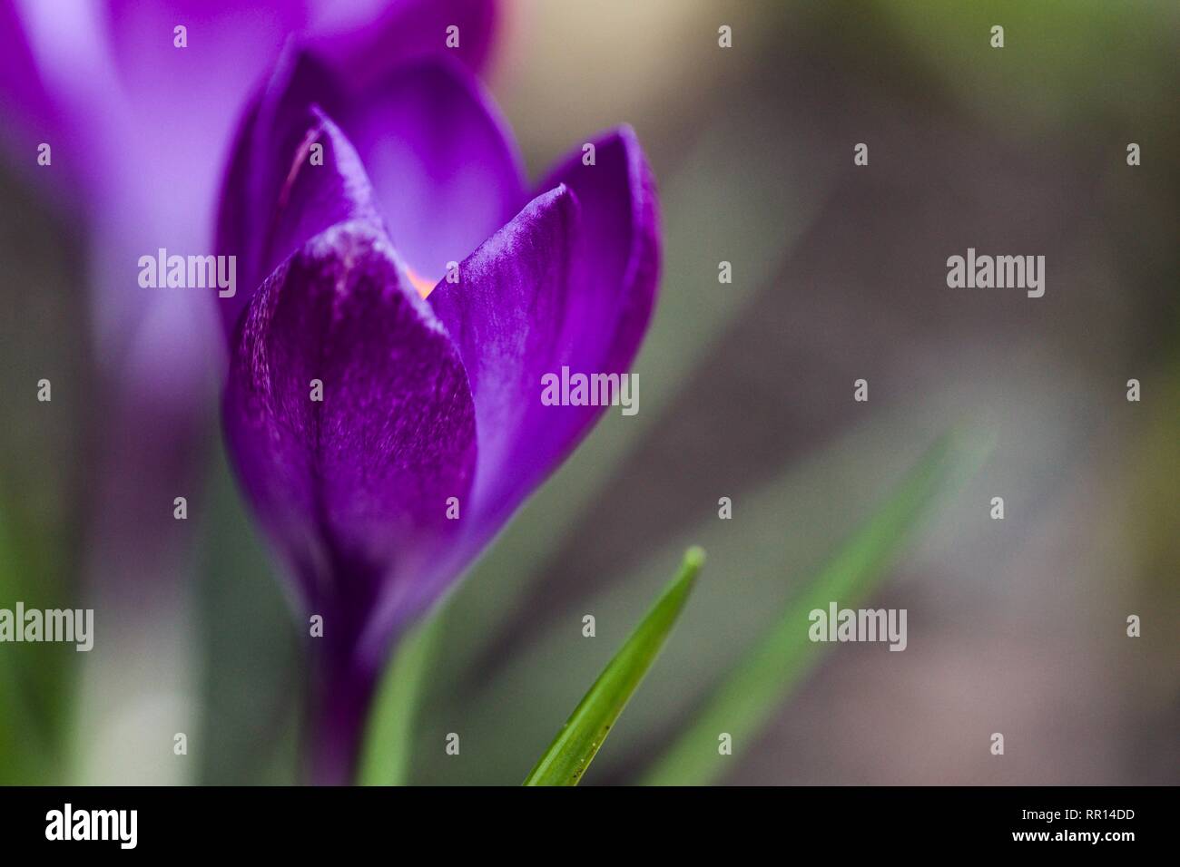 Crocus 'Ruby Giant' Stock Photo - Alamy