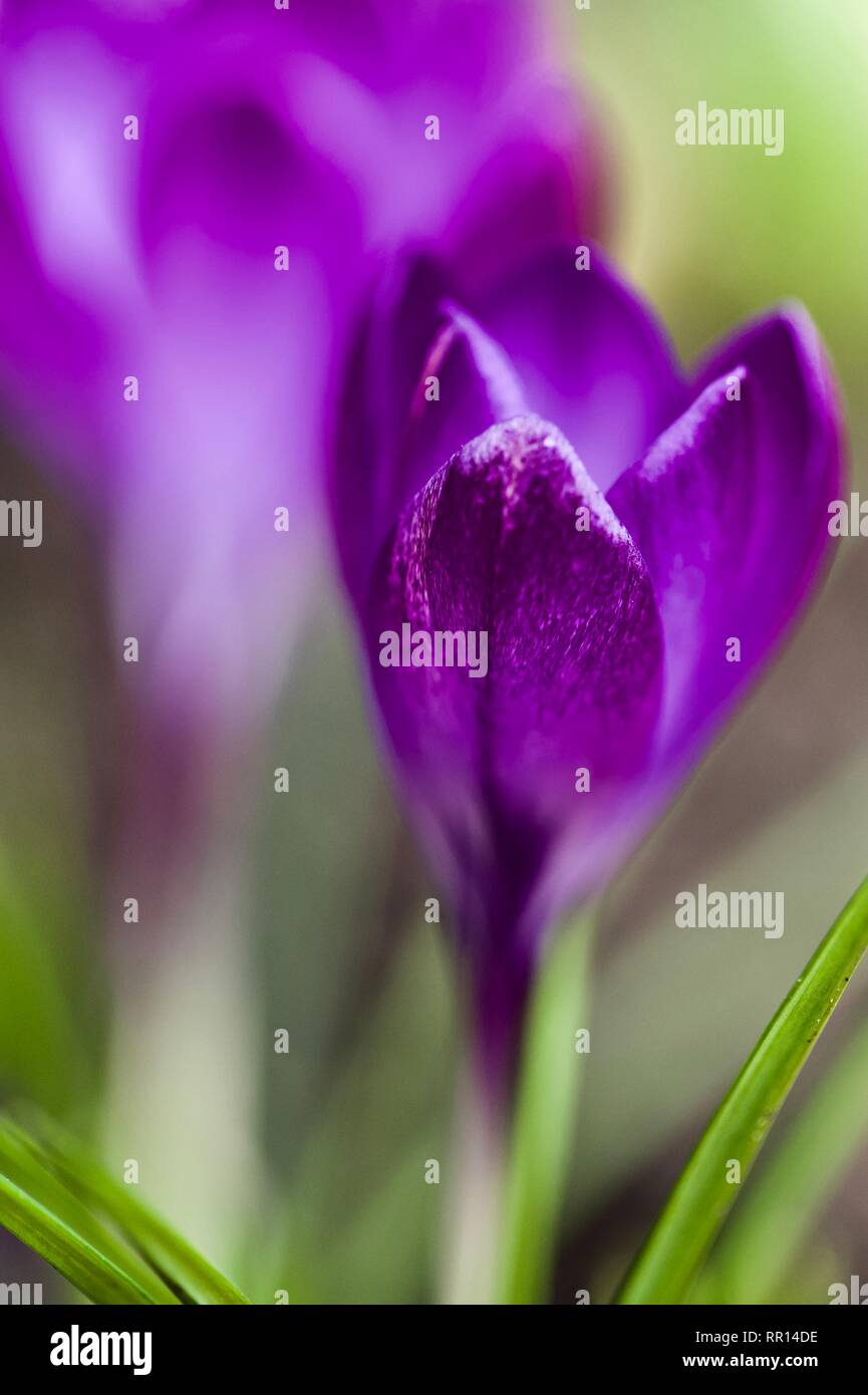 Grass like leaves of crocus hi-res stock photography and images - Alamy