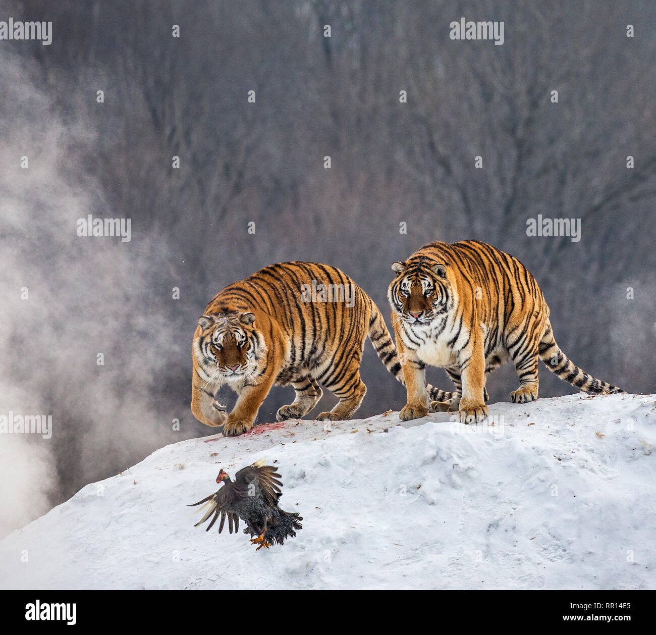 Several siberian tigers are standing on a snow-covered hill and catch ...