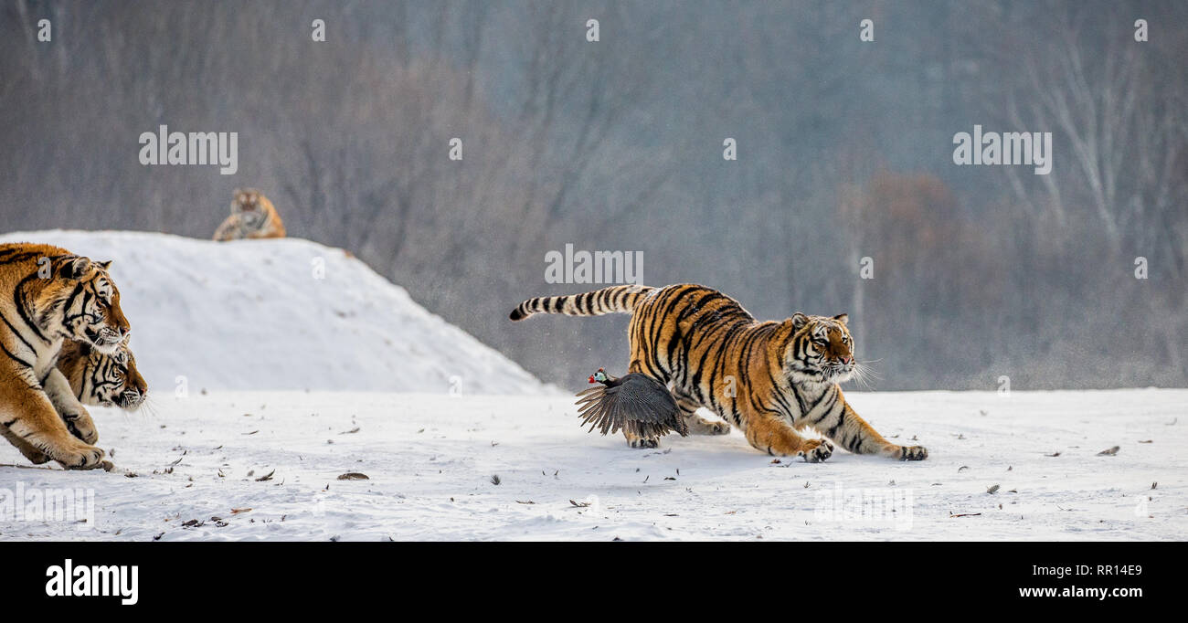 Two Siberian tigers stand on a snow-covered hill and catch prey. China ...