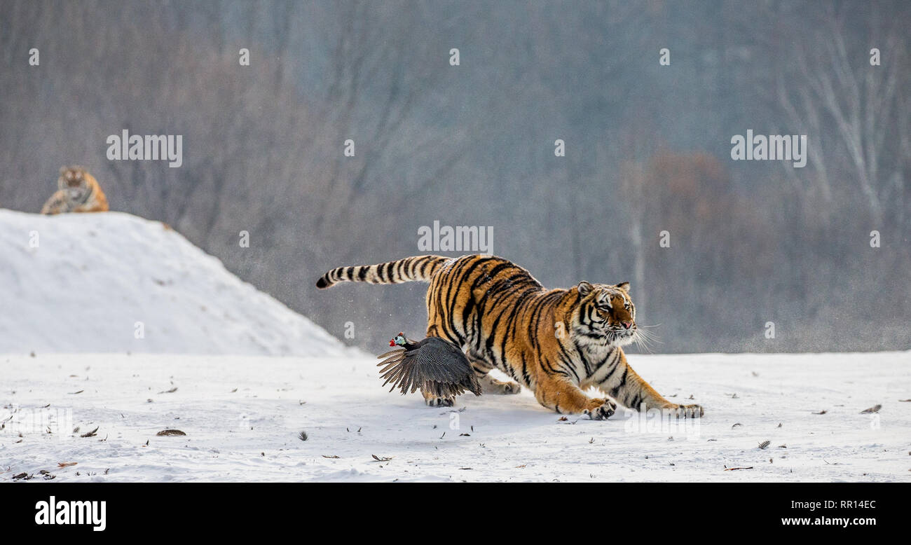 Siberian Tiger running in the snow and catch their prey. Very dynamic ...