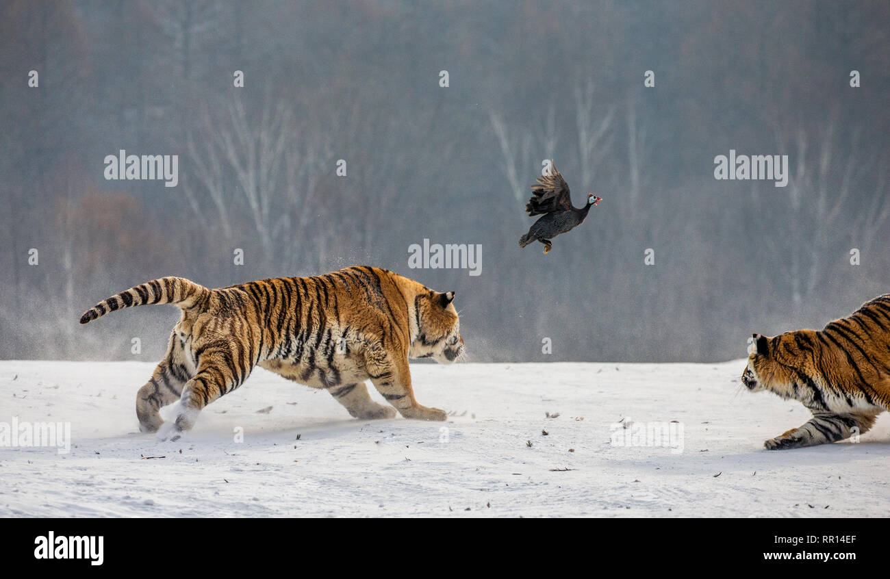 Two Siberian tigers stand on a snow-covered hill and catch prey. China ...