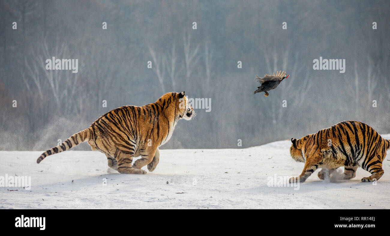 Two Siberian tigers stand on a snow-covered hill and catch prey. China ...