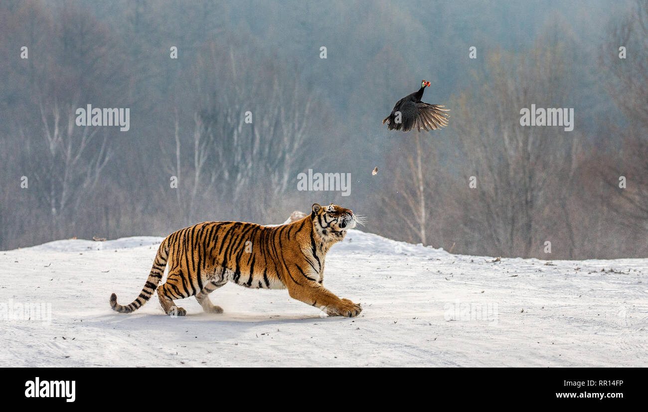 Siberian tiger in a jump catches its prey. Very dynamic shot. China ...
