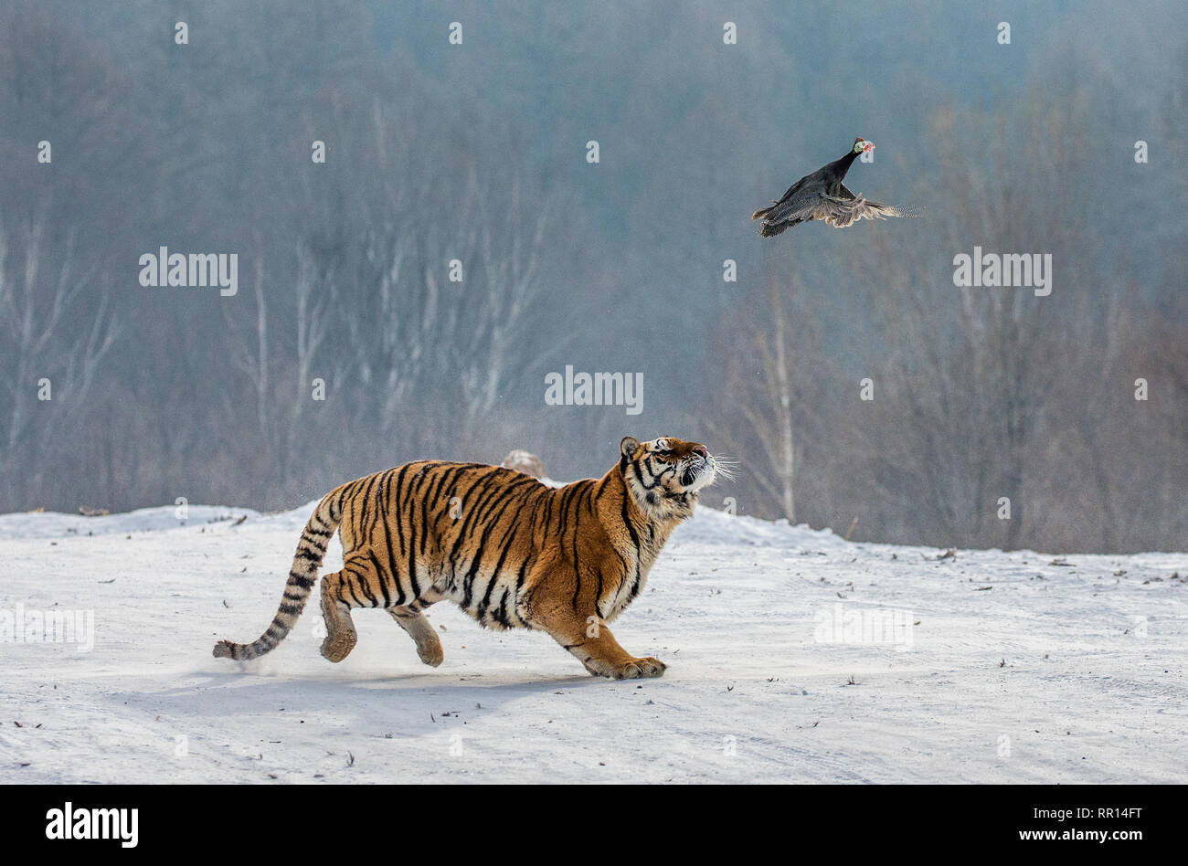 Siberian tiger in a jump catches its prey. Very dynamic shot. China ...