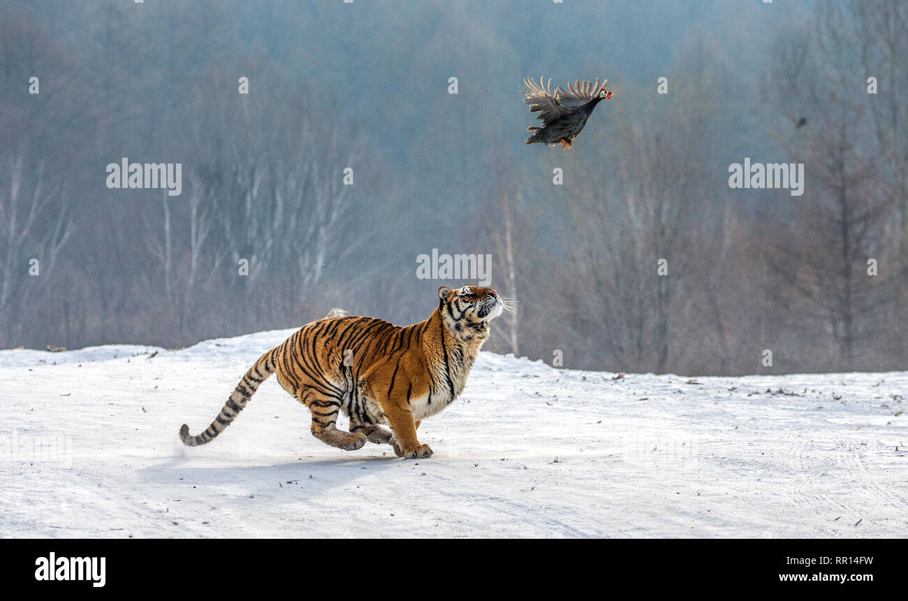 Tigers Jumping On Its Prey