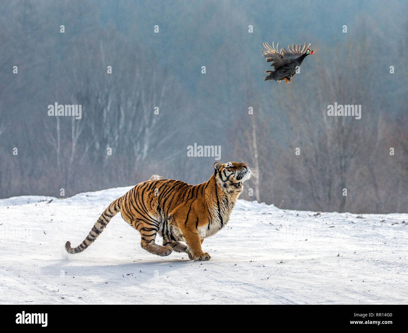 Siberian tiger in a jump catches its prey. Very dynamic shot. China ...