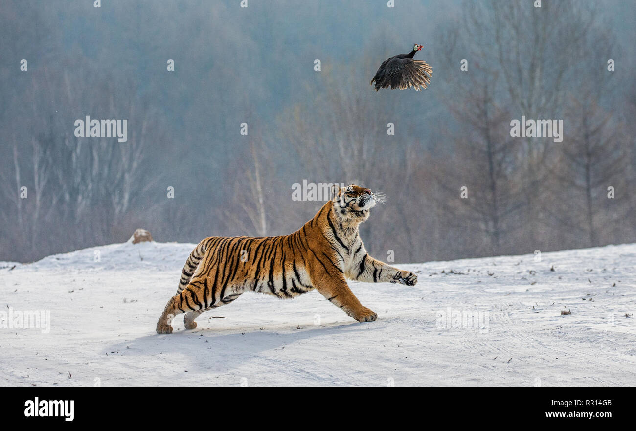 Siberian tiger in a jump catches its prey. Very dynamic shot. China ...