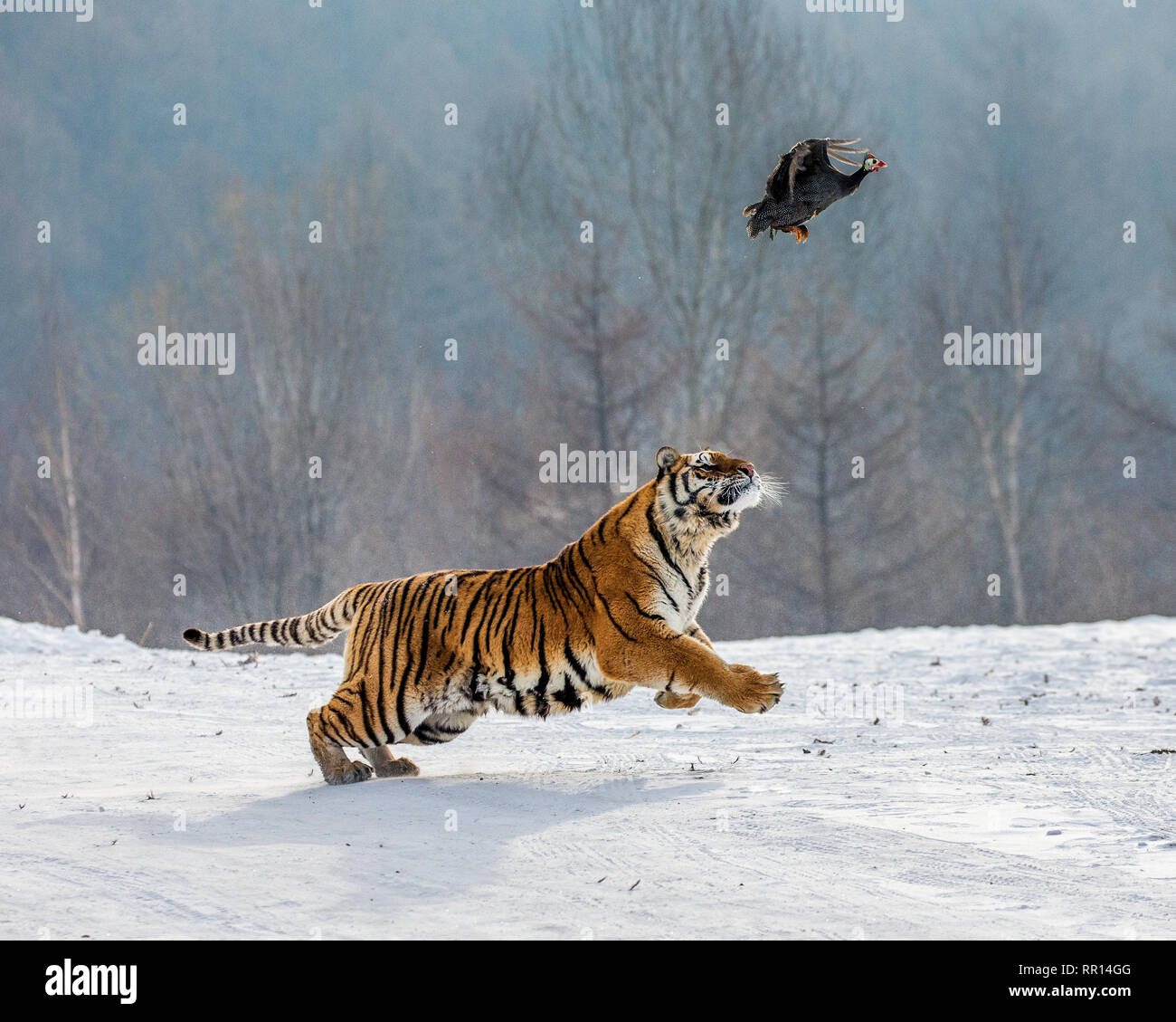 Siberian tiger in a jump catches its prey. Very dynamic shot. China ...